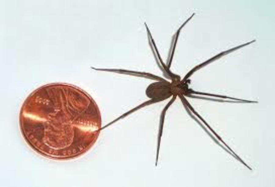 PHOTO GALLERY: Black widow and brown recluse spiders - Gallery