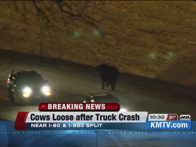 Cattle loose on I-80 after truck overturns